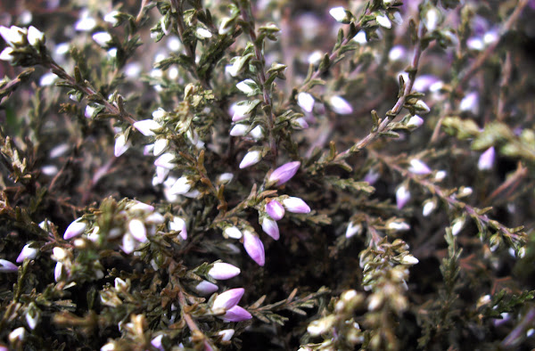 Bell Heather | Project Noah