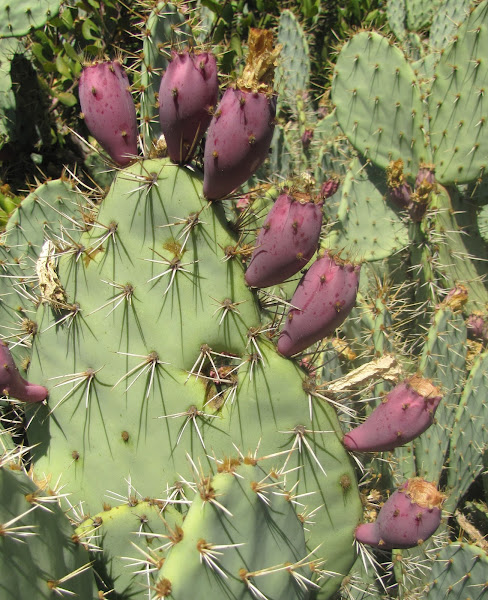 Paddle cactus | Project Noah