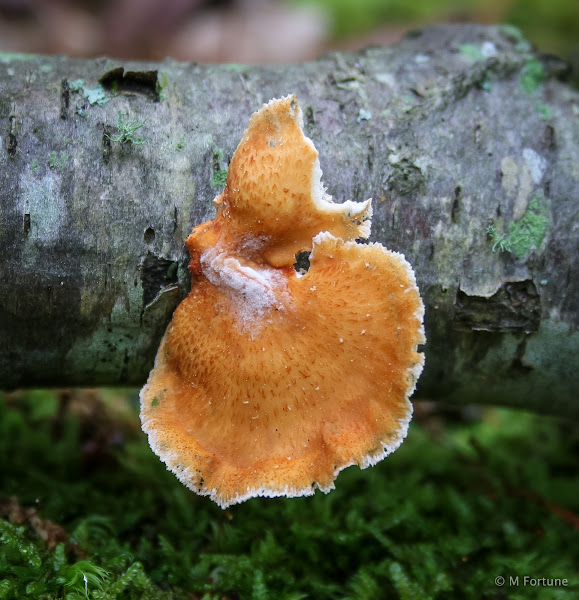 Hexagonal-pored Polypore | Project Noah