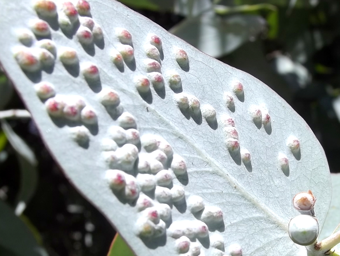 Undetermined galls | Project Noah