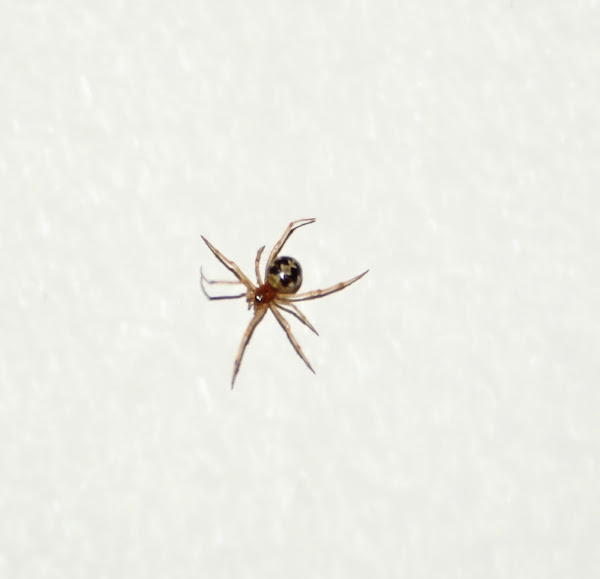 Triangulate Comb-footed Cobweb Weaver | Project Noah