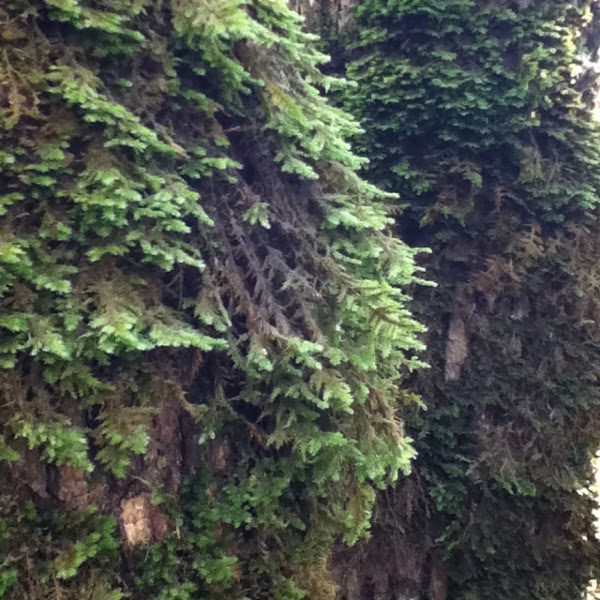 oregon beaked moss | Project Noah