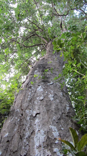 False Mastic | Project Noah