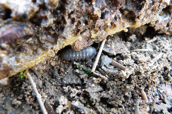 Bicho-de-contas | Project Noah