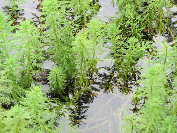 Parrot feather plant | Project Noah