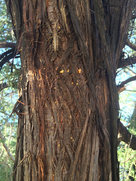 Ashe Juniper | Project Noah