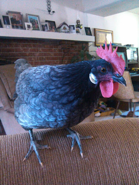 Chicken (Blue Andalusian) | Project Noah
