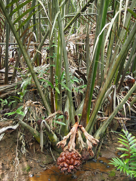 Nipah Palm | Project Noah