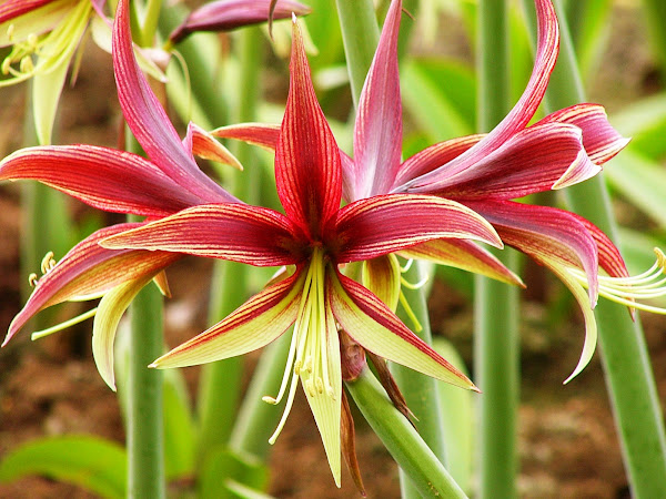 Barbados Lily | Project Noah