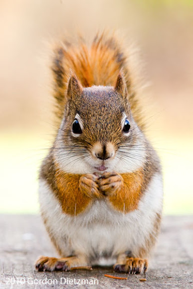 Red Squirrel | Project Noah