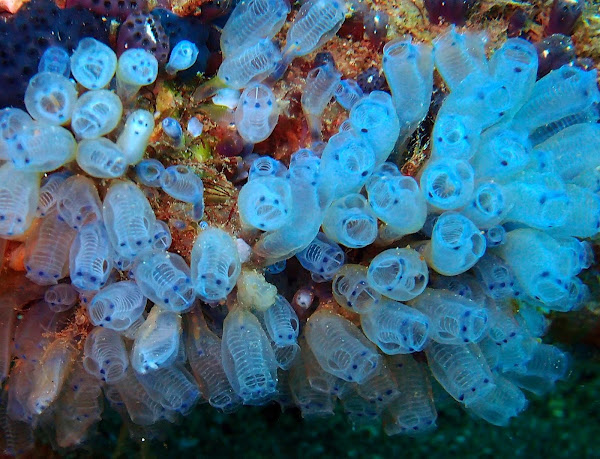 Blue Bell Tunicate Flower Meaning | Best Flower Site