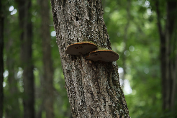 cracked cap polypore | Project Noah