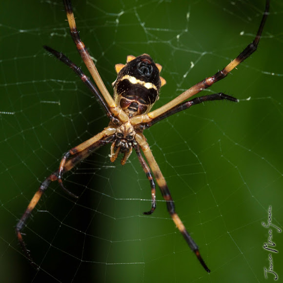 Silver Argiope | Project Noah
