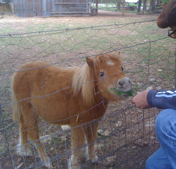 Pygmy Pony | Project Noah