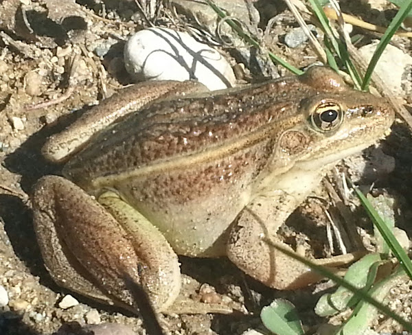 Green Frog | Project Noah