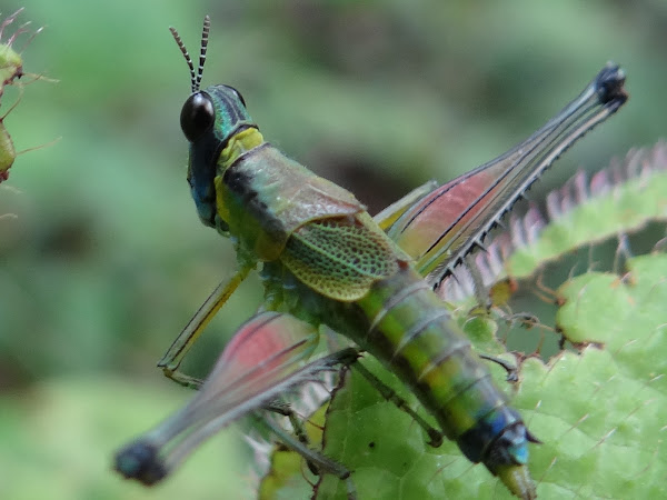 Monkey Grasshopper | Project Noah