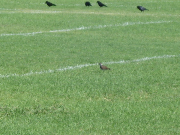 Killdeer | Project Noah