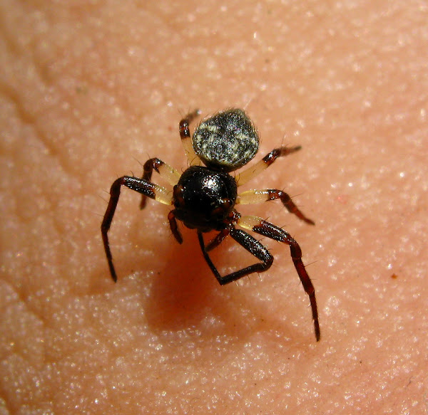 Black Crab Spider | Project Noah