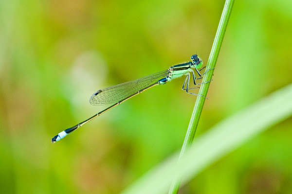 Common Bluetail | Project Noah