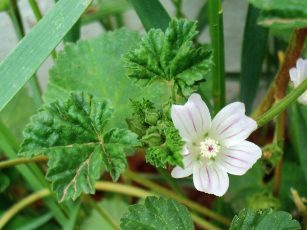 Common Mallow | Project Noah