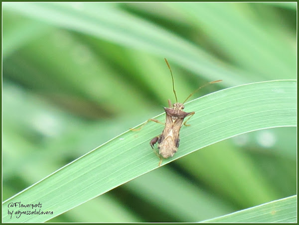Spiny Brown Pod Bug | Project Noah