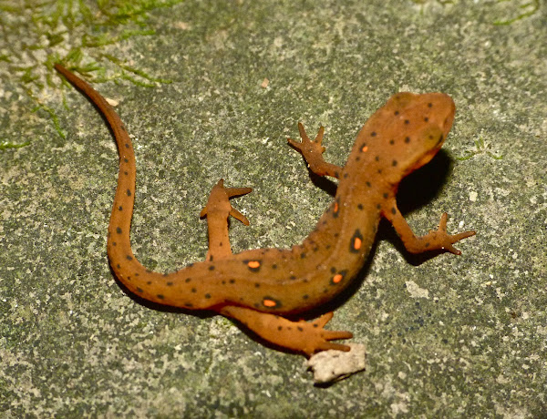 Red-spotted newt (eft) | Project Noah
