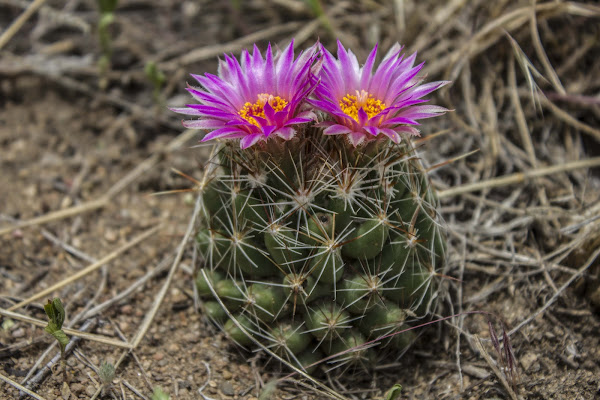 Beehive Cactus | Project Noah