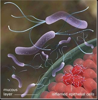 All about Scientist in Micro World: Microbiology: How Bacteria In Cows ...