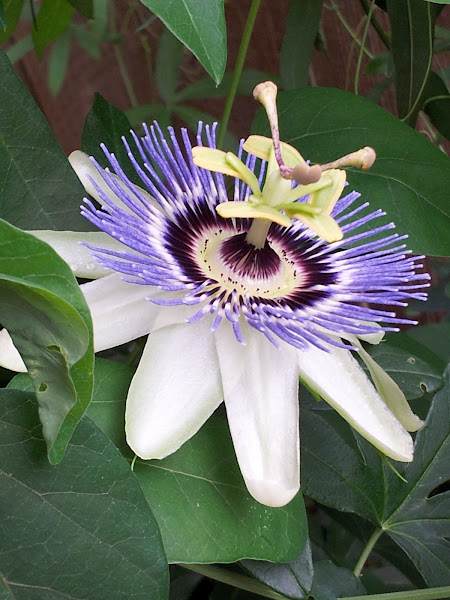 True Passionflower | Project Noah