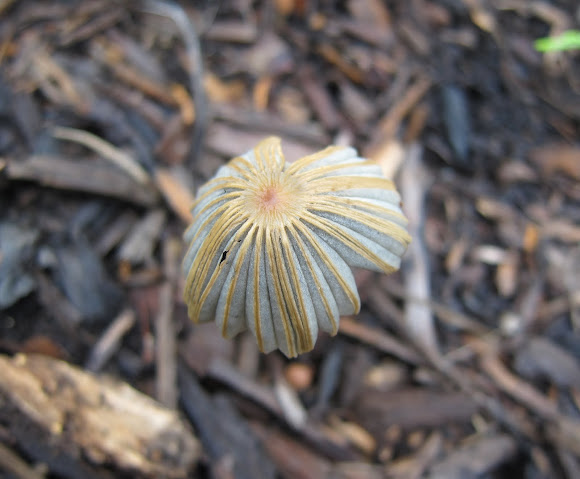 Pleated Inky Cap Mushrooms | Project Noah