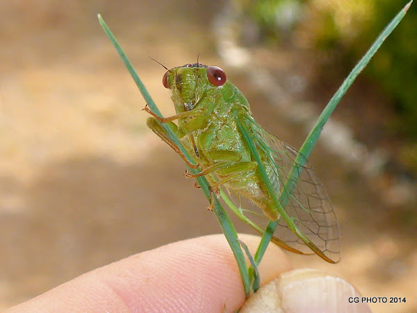 Australian Green Grocer cicada | Project Noah