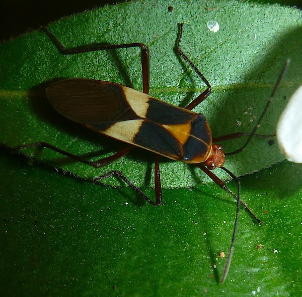 Coreid Bug | Project Noah