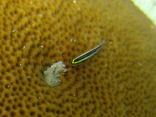 Cleaning Goby | Project Noah