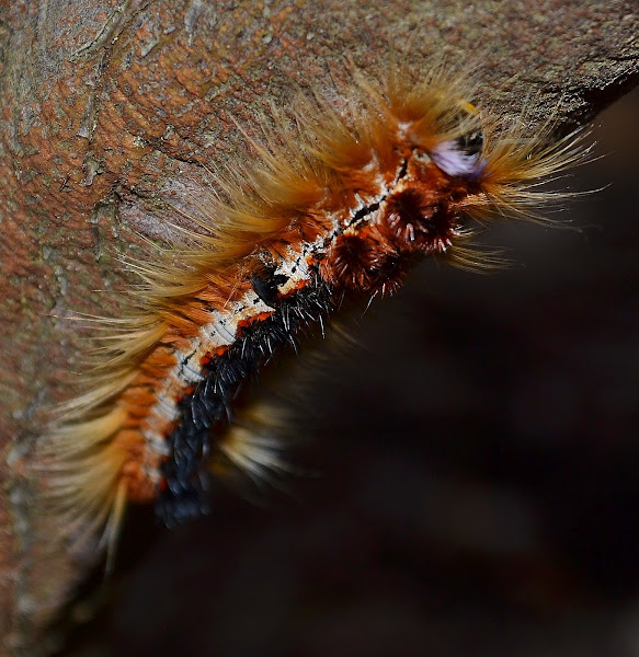 Cape Lappet Moth caterpillar | Project Noah