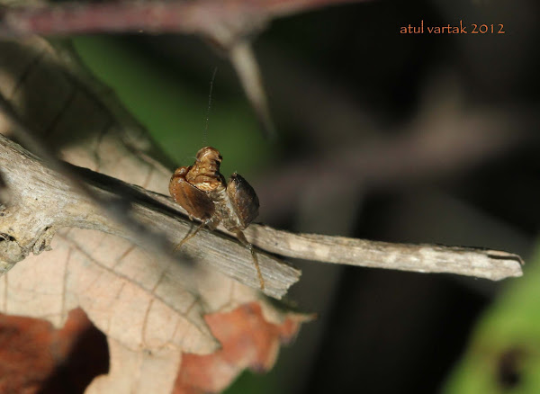 Indian Unicorn Boxer Mantis | Project Noah