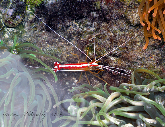 Scarlet Skunk Cleaner Shrimp | Project Noah