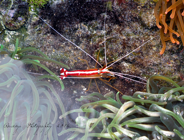 Scarlet Skunk Cleaner Shrimp | Project Noah