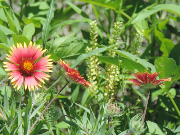Firewheel or Blanket Flower | Project Noah