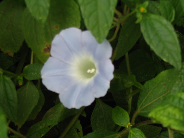 miniature morning glory | Project Noah
