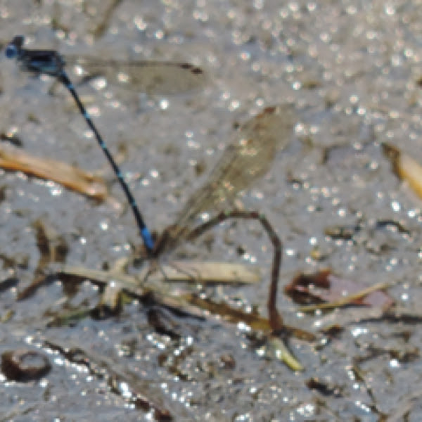 Blue-ringed Dancer pair | Project Noah