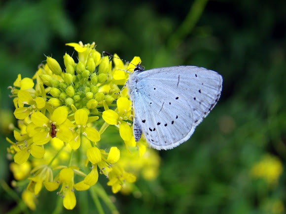 Osiris Blue | Project Noah