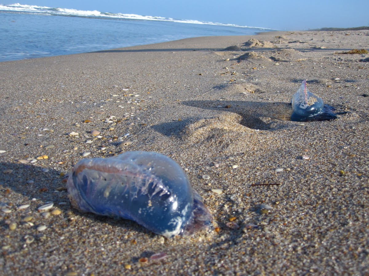Portuguese Man 'O War Jellyfish | Project Noah