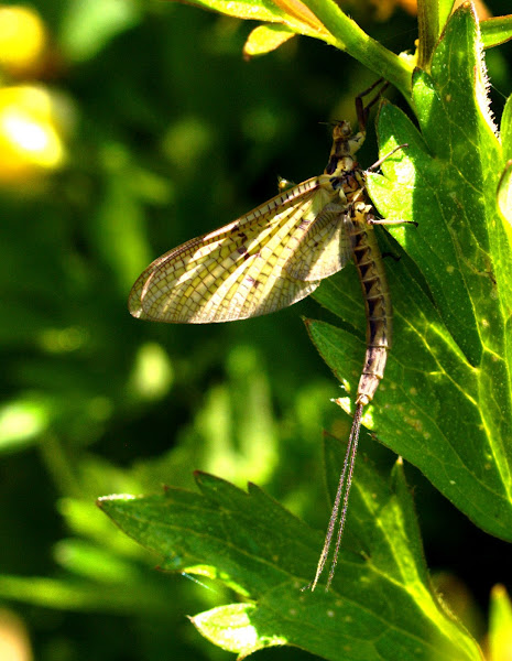 Green Drake or Common Mayfly | Project Noah
