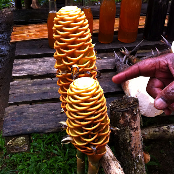 Black Gingerwort aka Shampoo Ginger aka Golden Beehive Ginger | Project Noah