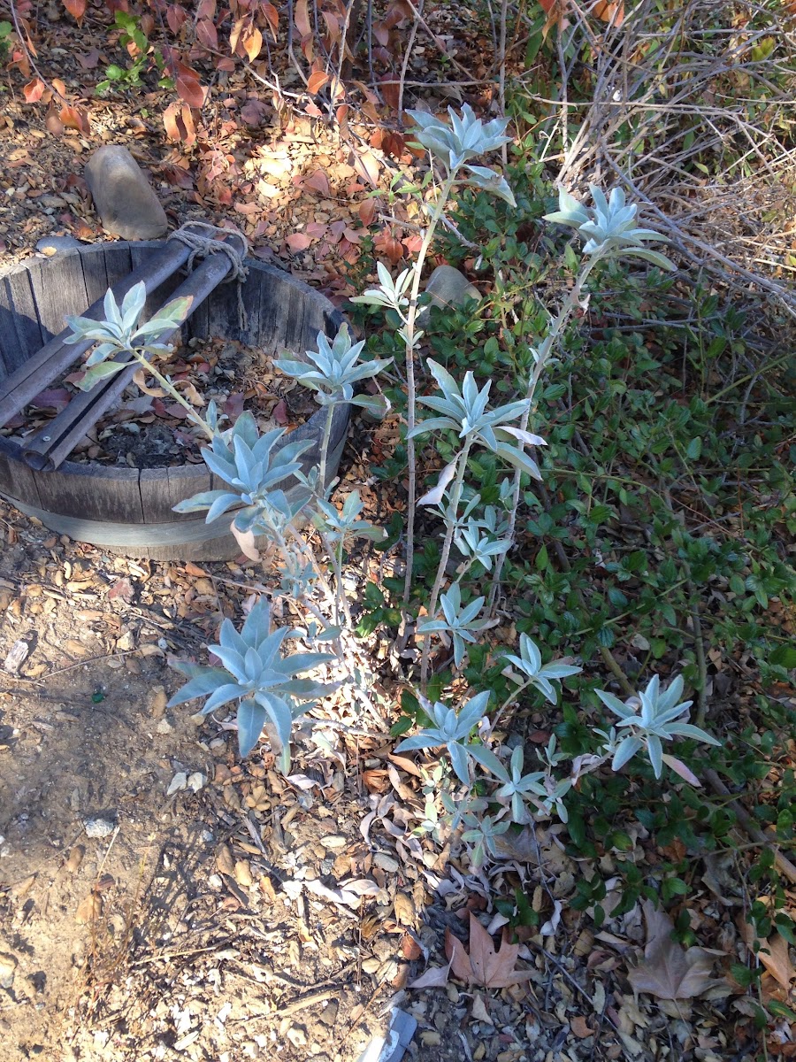 Plants/ White Sage | Project Noah