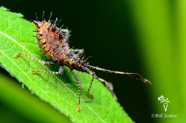 Helmeted Squash Bug Nymph | Project Noah