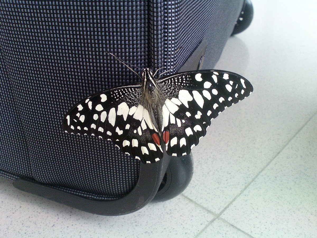 Common Lime Butterfly, Checkered Swallowtail | Project Noah