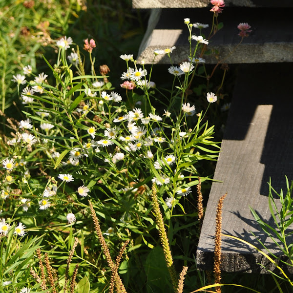 Prairie Fleabane | Project Noah