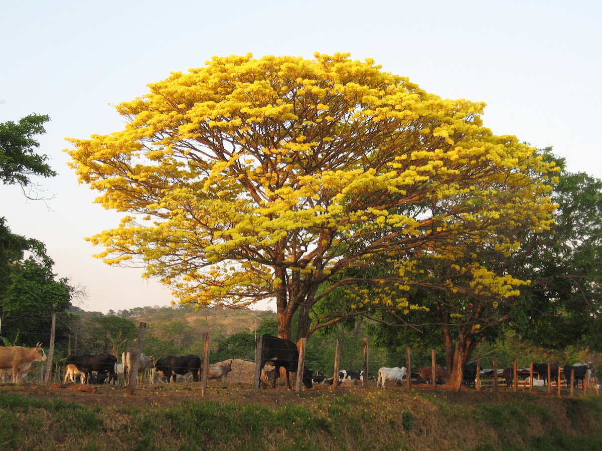Tabebuia | Project Noah