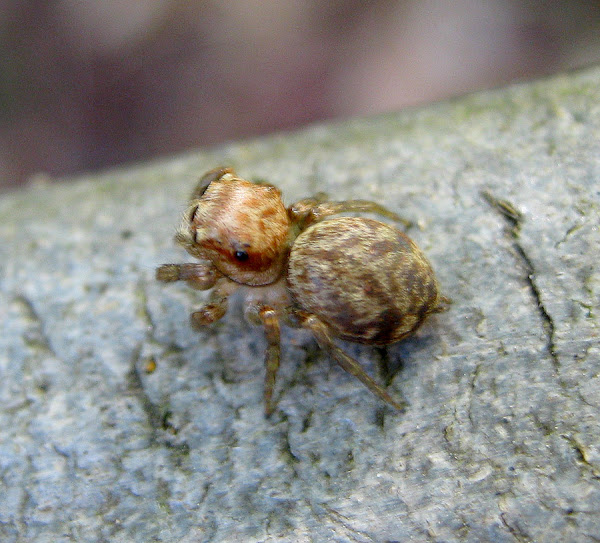 Brown Jumping Spider | Project Noah